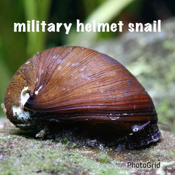 3ekor nerite snail military helmet siput helmet | Lazada