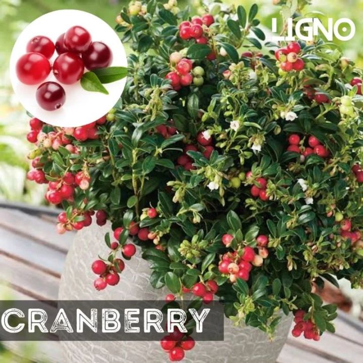 Benih CRANBERRY - Biji Buah | Lazada Indonesia
