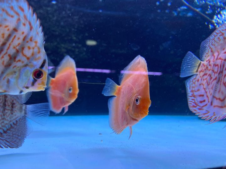 Marlboro Red Discus juvenile 2 inch | Lazada Singapore