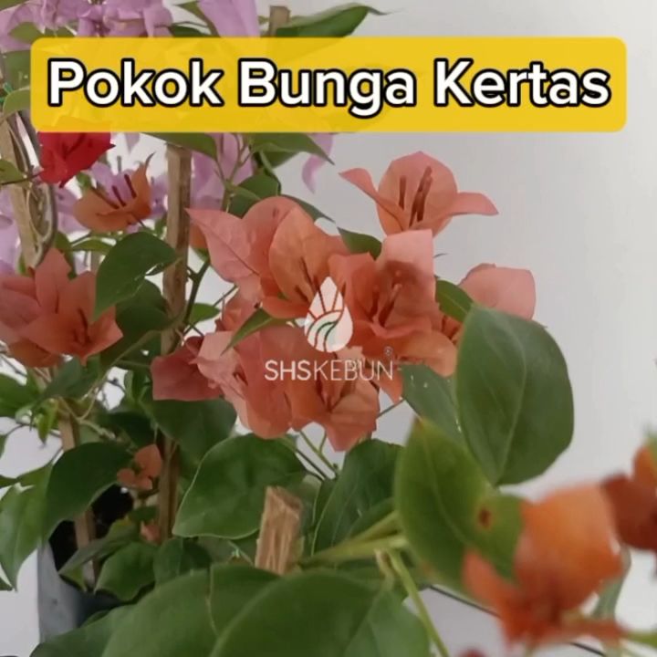 Pokok Bunga Kertas Bougainvillea Plant Pokok Hiasan Outdoor Plant Pokok ...