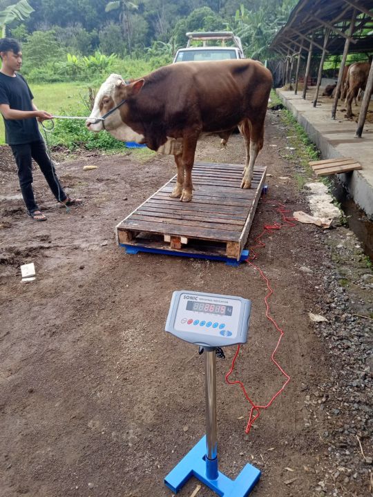 Timbangan sapi digital auto hold | Lazada Indonesia