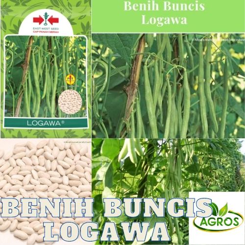 40 BUTIR BENIH BUNCIS LOGAWA | Lazada Indonesia