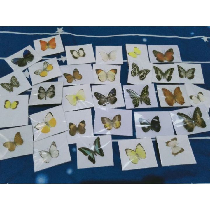 Preserved Dried Butterfly | Lazada PH