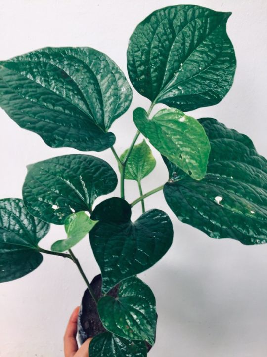 Wild Pepper plant/Piper Sarmentosum/Vietnamese | Lazada PH
