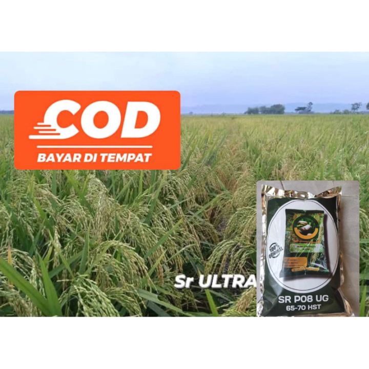BENIH PADI SR P08 KEMASAN 1KG | Lazada Indonesia