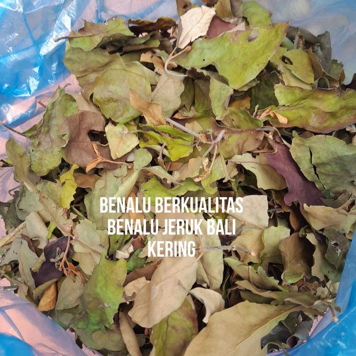 Daun benalu jeruk bali kering per 200 grm | Lazada Indonesia