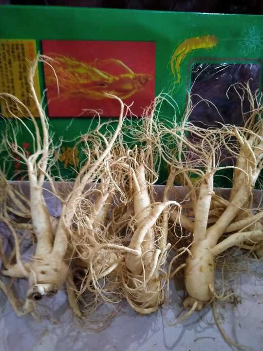 ginseng merah Korea original | Lazada Indonesia