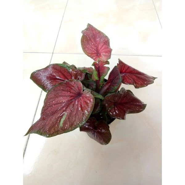 Caladium/Keladi Hybrid Daun Ganda/Double Leaf | Lazada Indonesia
