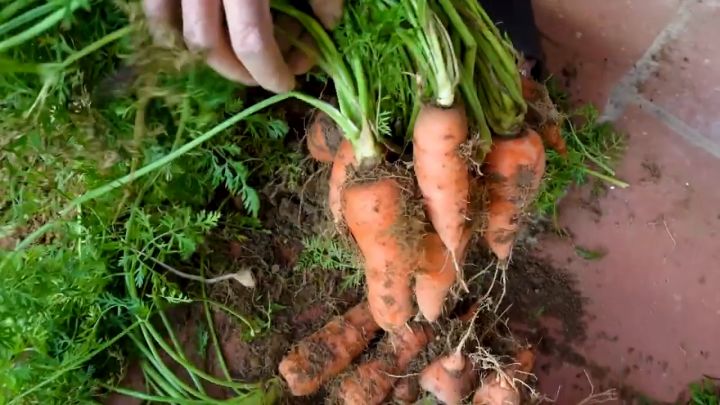 CARROT SEEDS - (200 SEEDS) - F1 HYBRID/HIGH YIELDING/EASY TO GROW/CHUN ...