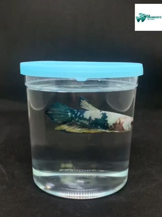 Fish Betta Cup Fighting Clear with Lid Transparent 1pc | Lazada PH