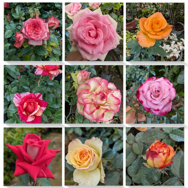 Roses Varieties Common & Hybrid Live Plants | Roses for Outdoor Gardens ...