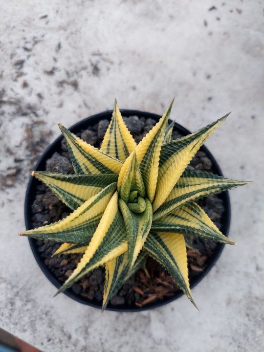 Tanaman Haworthia Limifolia variegata | Lazada Indonesia