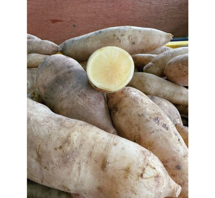 🥔Direct from Farm 菜园采摘🥔 Cameron Yacon 🥔 金马伦 新鲜 雪莲果🥔 | Lazada