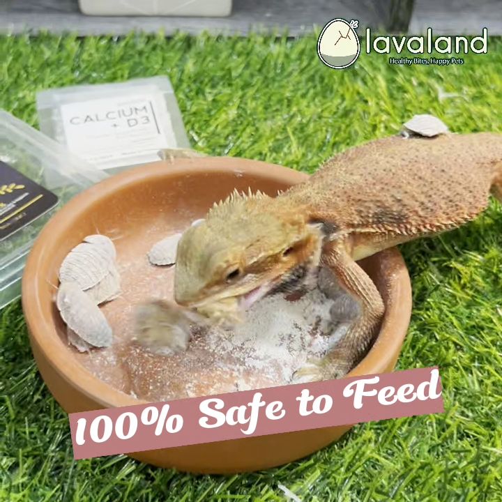 Lavaland - PureGrub - Loose Qty - Live Dubia Roaches | AA Feeding-Grade ...