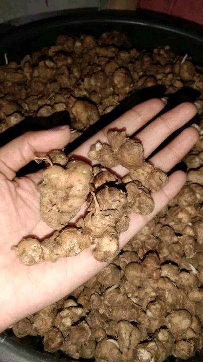 CIKUR KENCUR ASLI SEGAR 250 GRAM | Lazada Indonesia