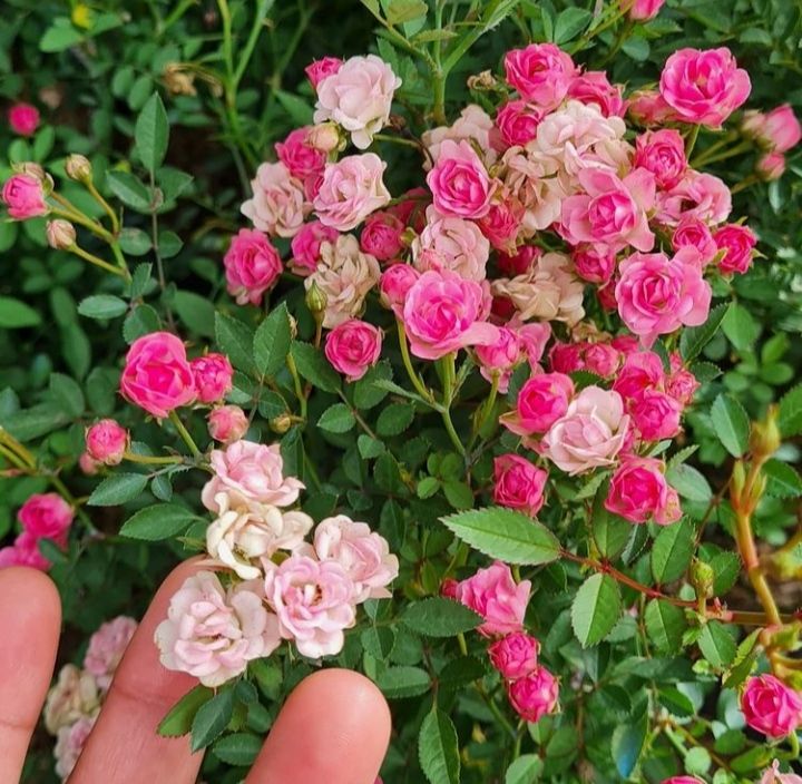 tanaman hias mawar chery pink baby rose | Lazada Indonesia