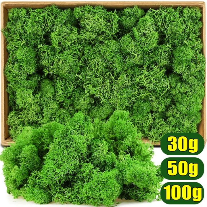 New Artificial Moss Plants Simulation Immortal Moss Micro Landscape ...