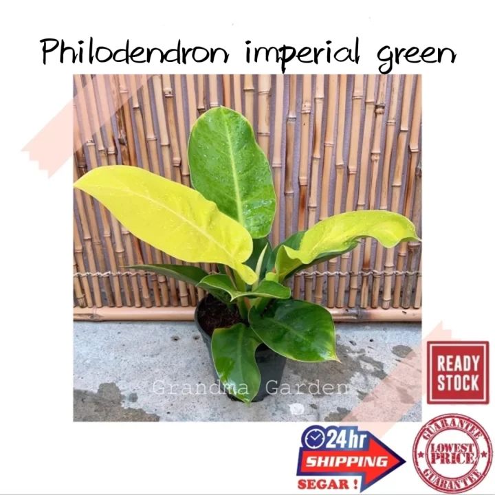 (GG real plant) philodendron imperial green ^ pokok hidup hiasan rumah ...