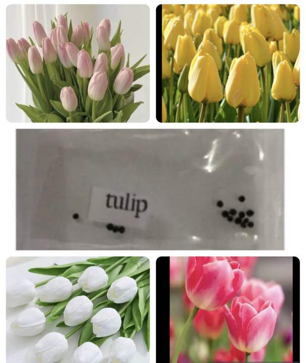 Tulip Flower Seeds Home Gardening with Extra Seed | Lazada PH