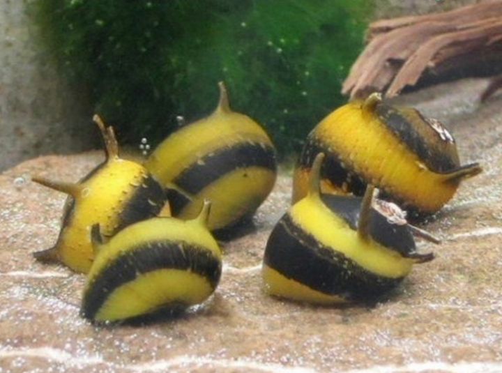 1 & 3 PIECES PACKAGE /HORNED NERITE SNAIL/LIVE SNAILS/AQUARIUM NEED ...