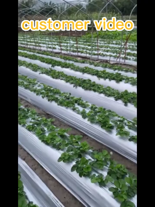 Plastic Mulch Film Agriculture Film Vegetable Planting Plastic 80CM X ...