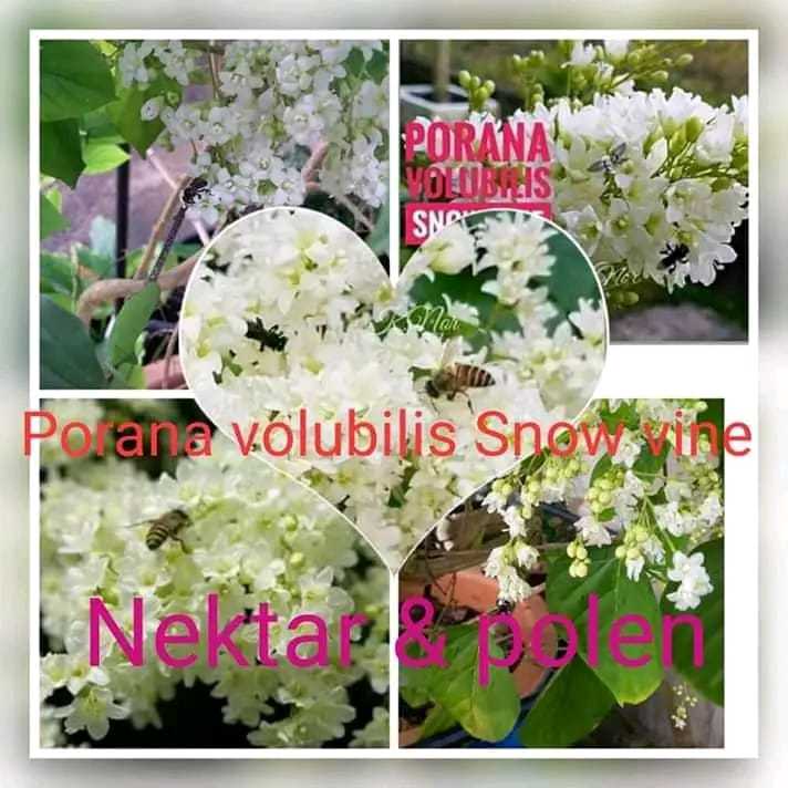 tanamsn bunga jalar bunga wanginporana volubis tanaman hias vegetasi ...