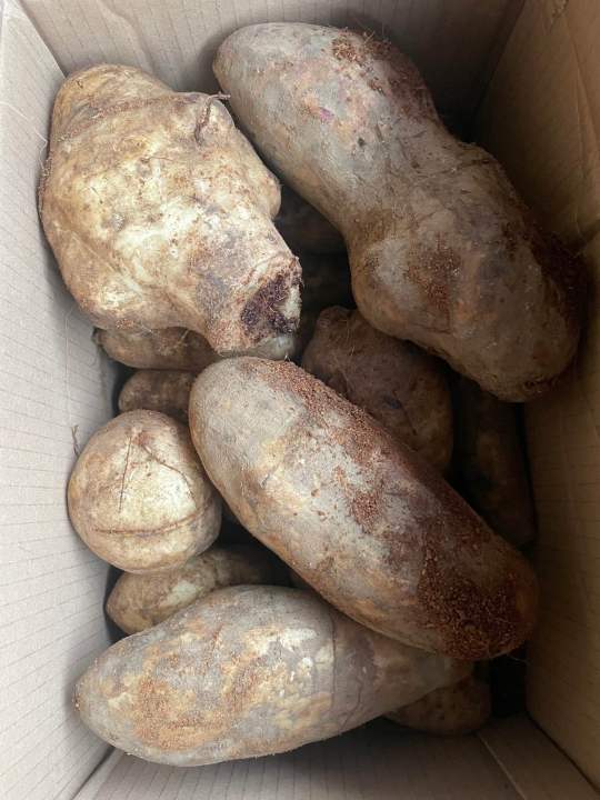 ubi yakon size besar 1kg | Lazada Indonesia