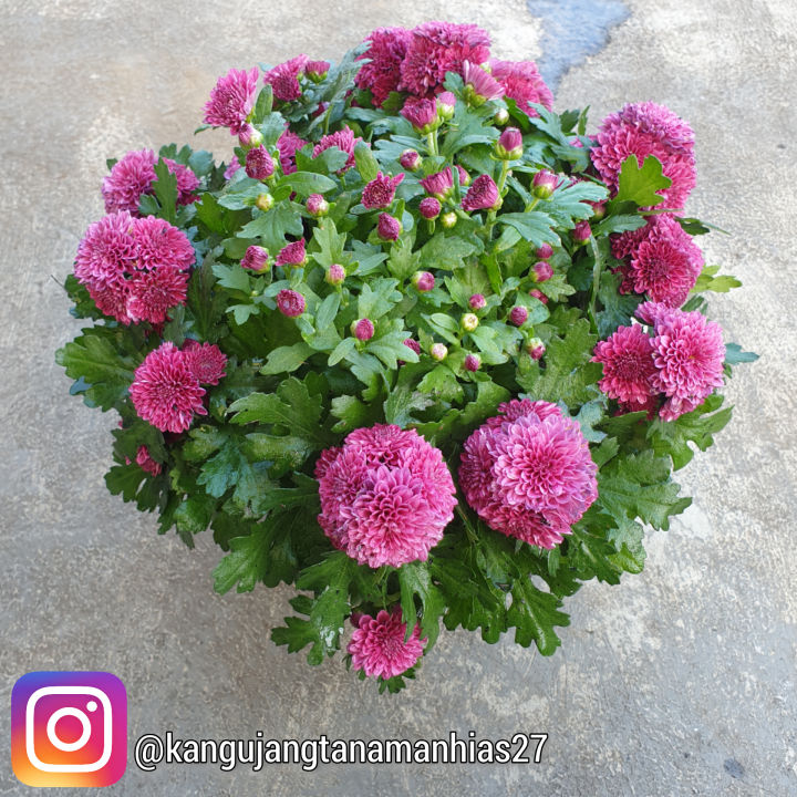 TANAMAN HIDUP | BUNGA KRISAN ASTER ( Free Cara perawatan dan Pupuk ) BAYAR DITEMPAT | COD ...