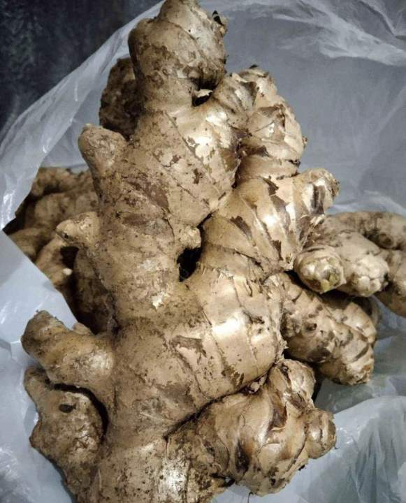 Fresh LUYA (200 pesos per kilo) tagalog variety | Lazada PH