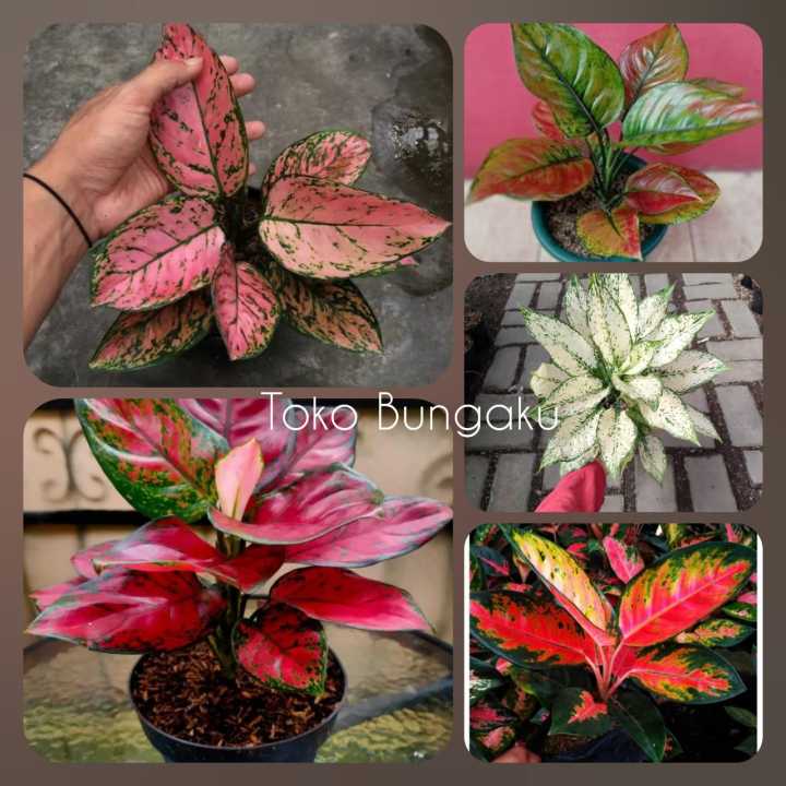 Paket 5 Aglonema daun rimbun 5-8 lembar | Lazada Indonesia