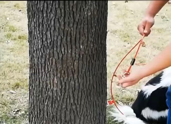 Dog Leash with Strong and Durable Chew-Resistant Thick Double-Headed ...