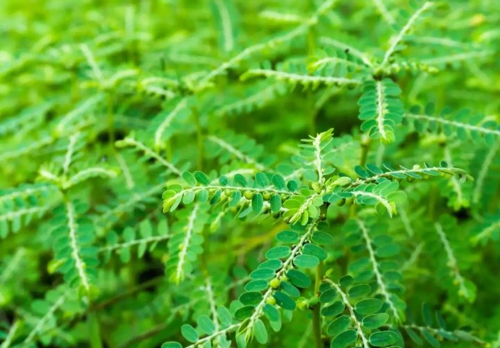 stone breaker seed or leaves, plant, no warranty | Lazada