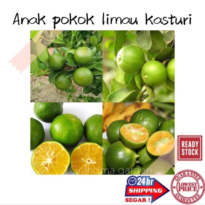 (GG real plant) anak pokok limau kasturi ^ calamansi hybrid cepat berbuah top premium quality ...