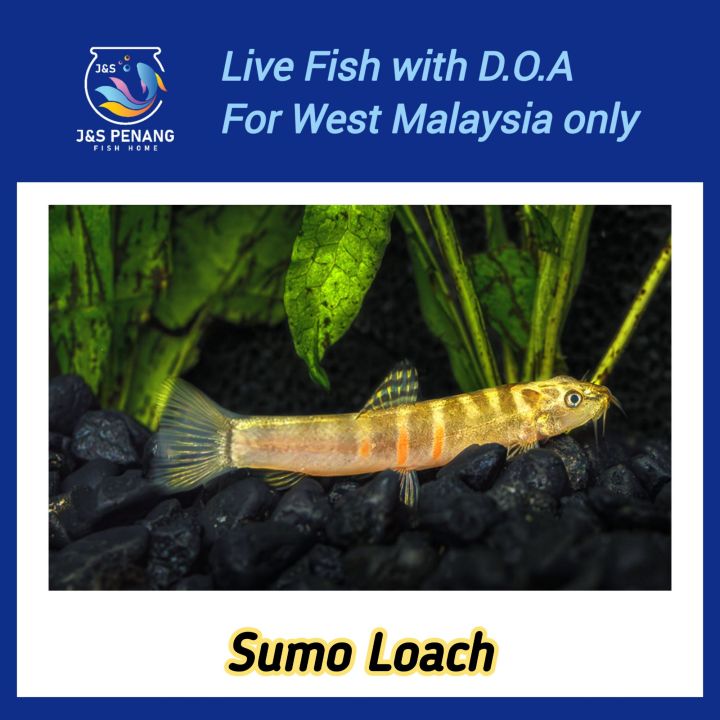 Sumo Loach - J&S Live Fish with D.O.A. | Lazada