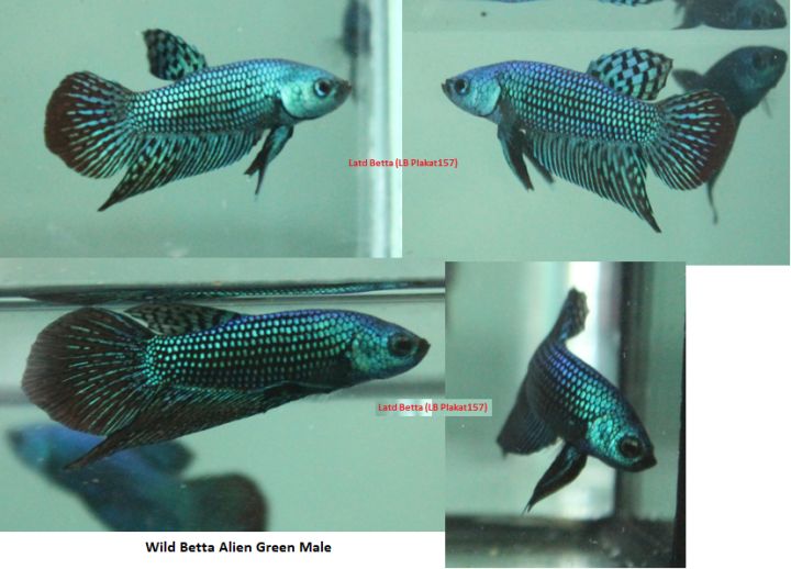 live fish Betta Alien green male random pick..ikan laga/ fighter fish | Lazada