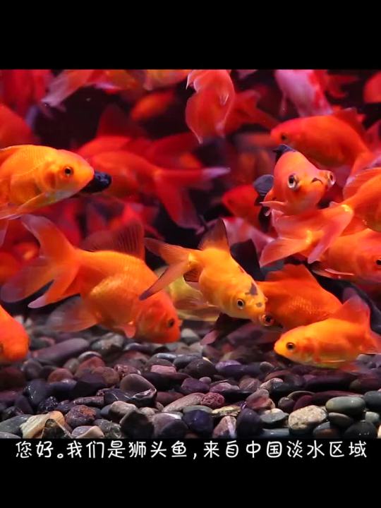 Goldfish Live Fish Fry Ornamental Fish Small Goldfish Cold Water Fresh ...