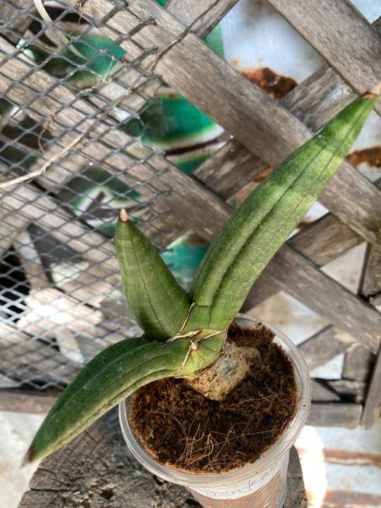 Sansevieria dragon tendon | Lazada PH