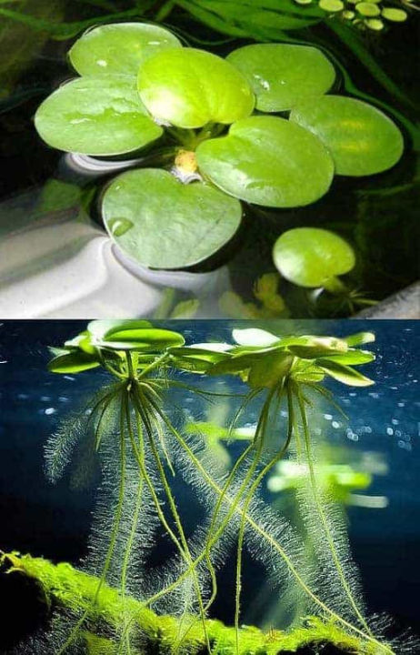 frogbit floating plant rooted 3 pcs | Lazada PH