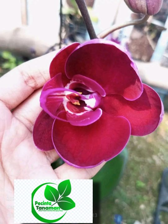 bibit anggrek bulan blak red | Lazada Indonesia