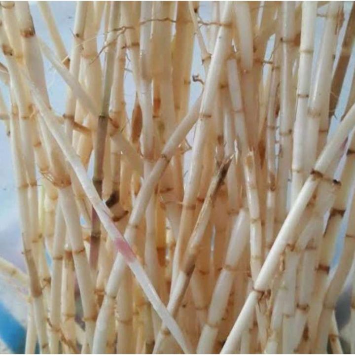 jual akar Alang Alang 100 gram | Lazada Indonesia