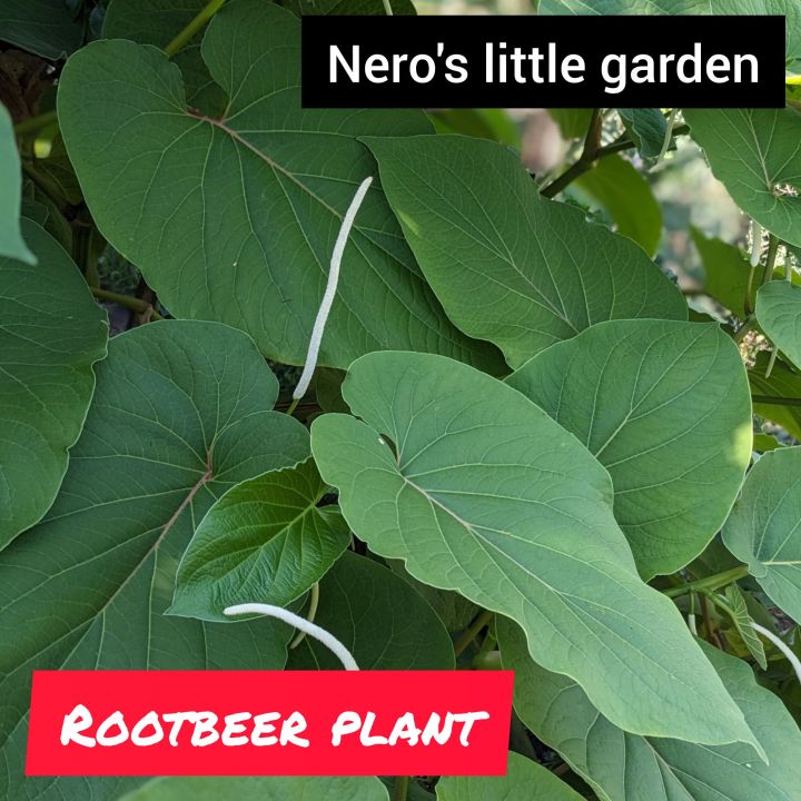 Nero's Root Beer plant (rooted plant) rare. | Lazada PH