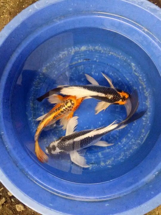 Koi Slayer Kumpay ukuran 30 cm #sanke#kohaku#shiro#showa#platinumslayer ...