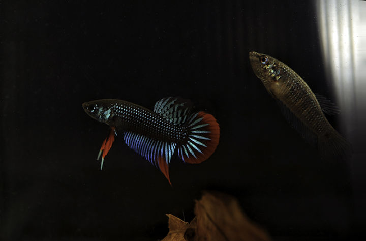 wild betta/ikan laga liar ori paya ada male dan female | Lazada