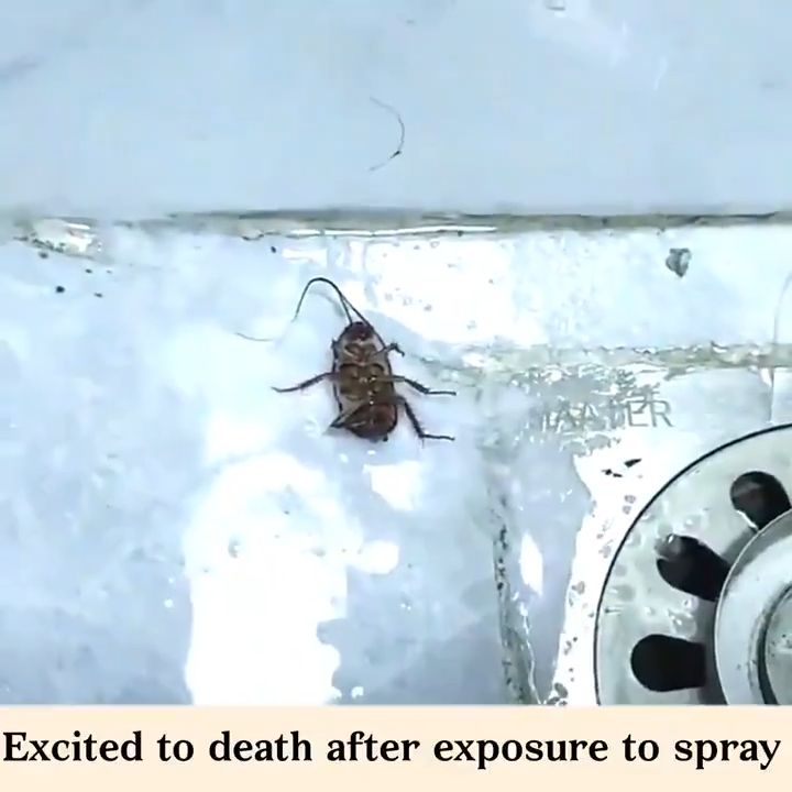 10 years cockroach free 👍 Cockroach killer spray cockroach killer ...