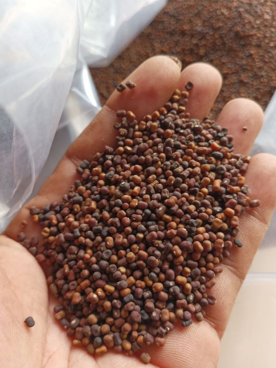 250 gram benih biji kacang PJ/Pueraria Javanica LCC | Lazada Indonesia