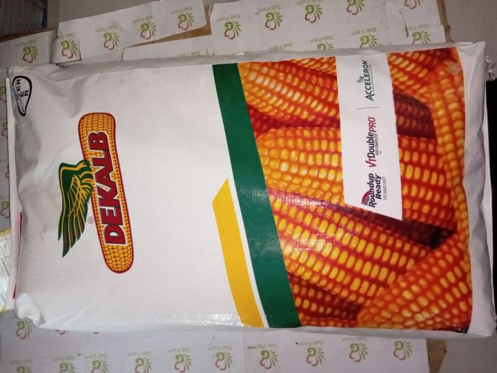 BAYER Dekalb 8282 Corn | Lazada PH
