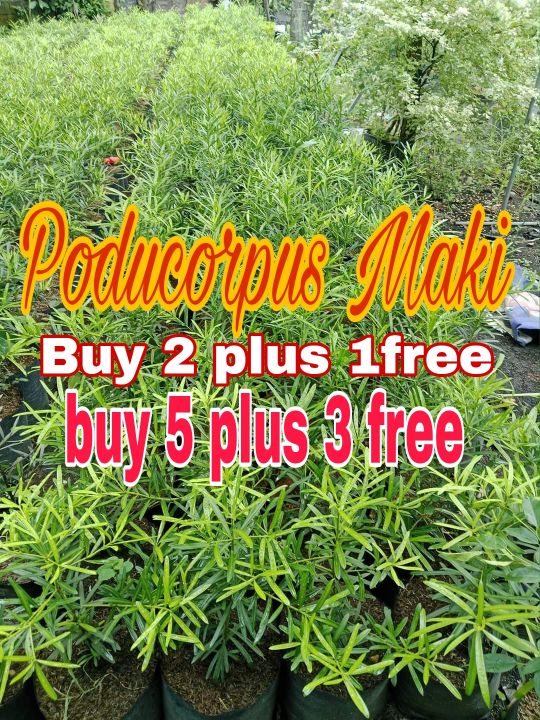 Poducorpus Maki Live plant 1ft Fence outdoor plant design Christmas ...