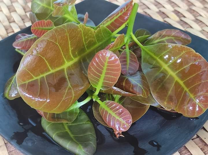 cashew leaves/dahon ng kasoy/ herbal leaves(100 leaves) | Lazada PH