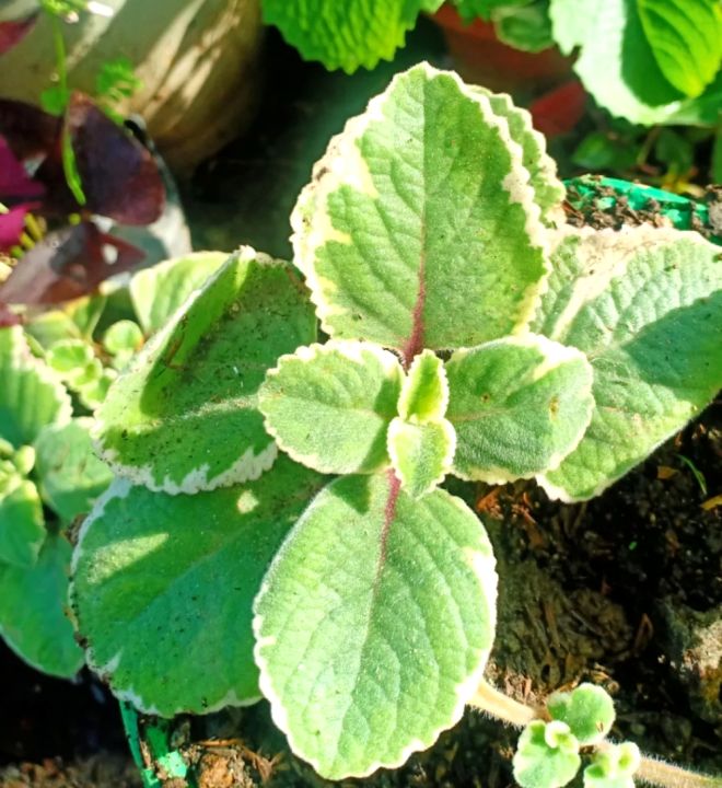 Varigated Oregano live plant well rooted | Lazada PH