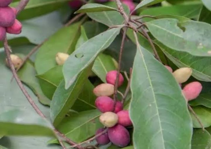 Kalumpit tree seedling live plant | Lazada PH